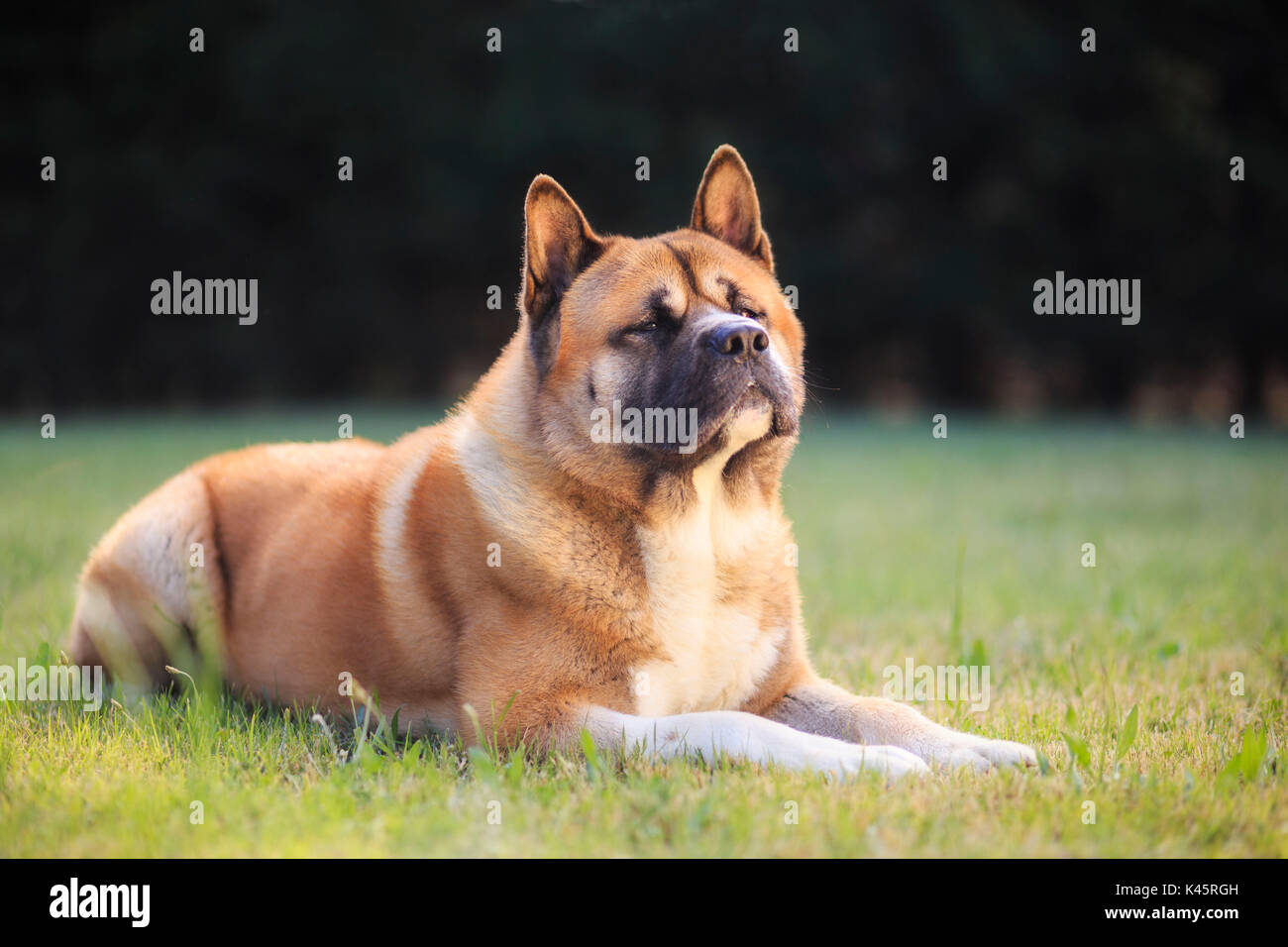 American akita hi-res stock photography and images - Alamy