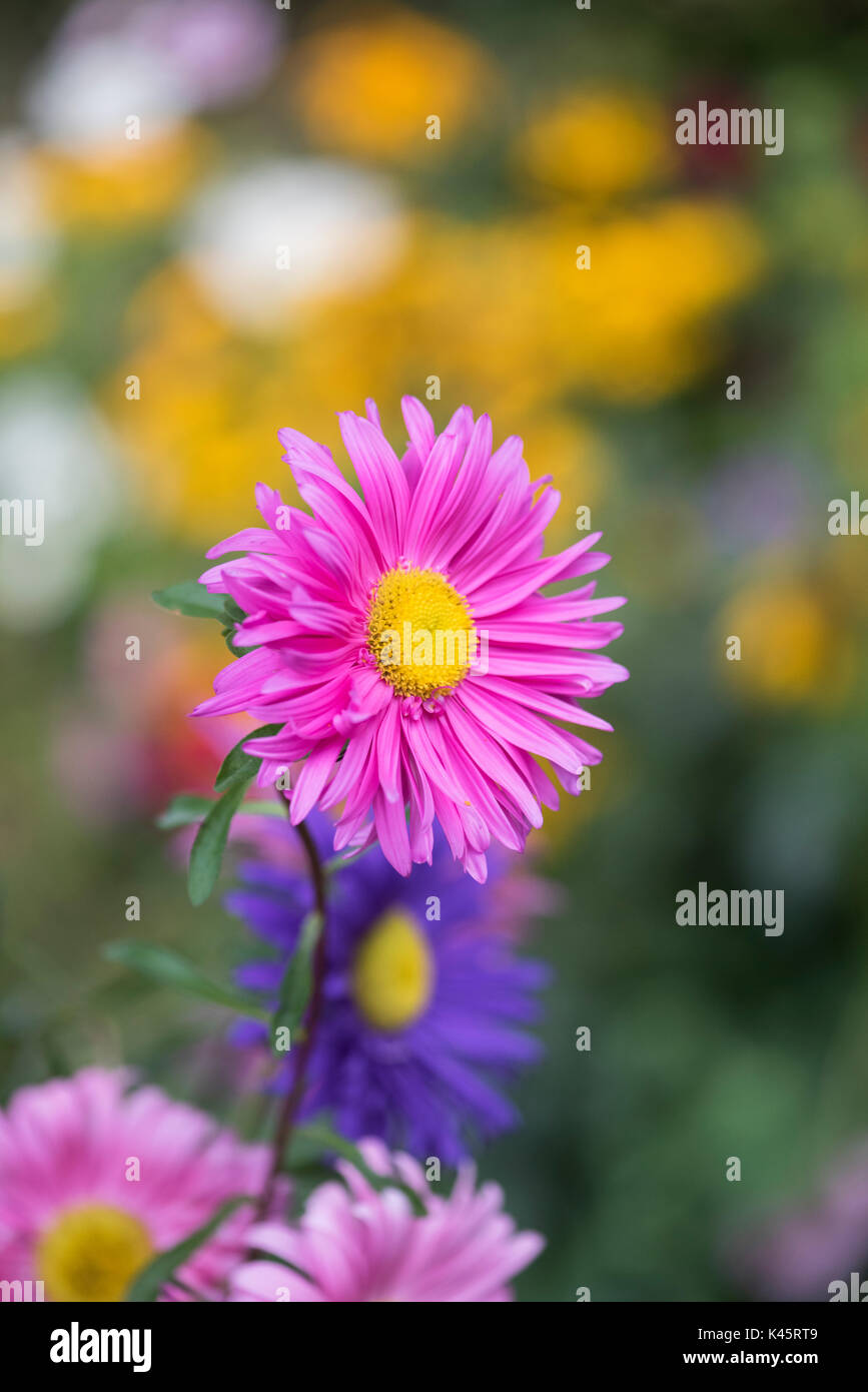 Callistephus chinensis. Aster giant single andrella mixed flowers in an ...