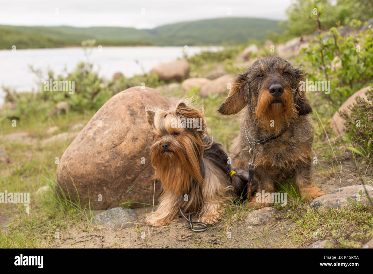 Two dogs sitting hi-res stock photography and images - Alamy
