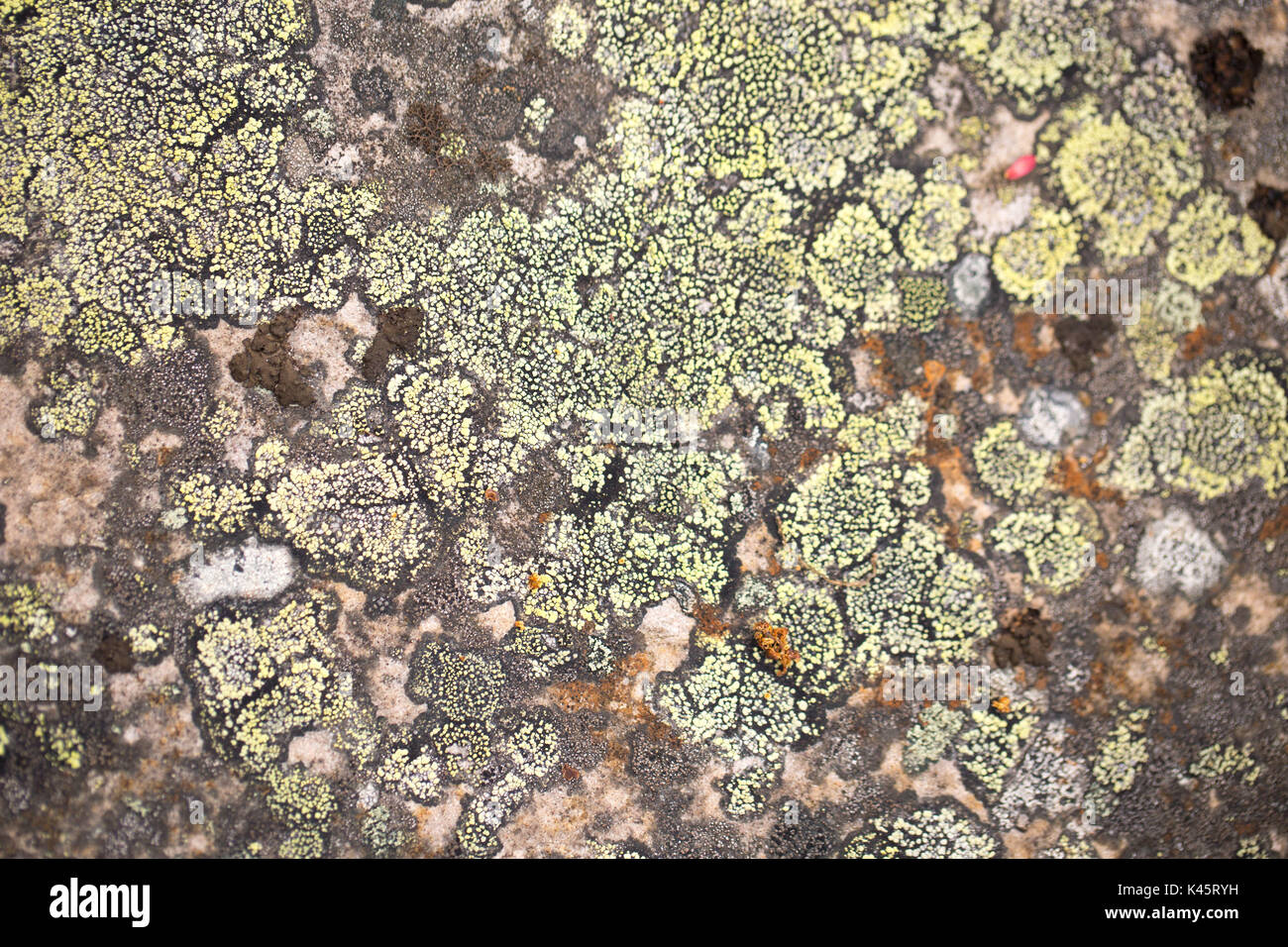 Lichen on a stone, Lapland Stock Photo - Alamy