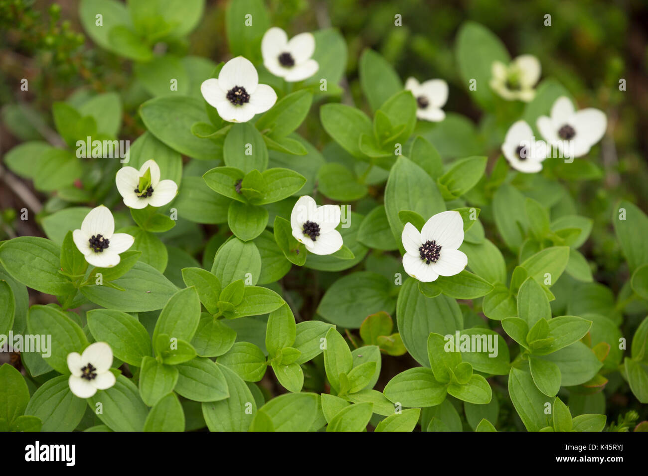 Dwarf Cornel (Cornus suecica), Lapland Cornel Stock Photo - Alamy