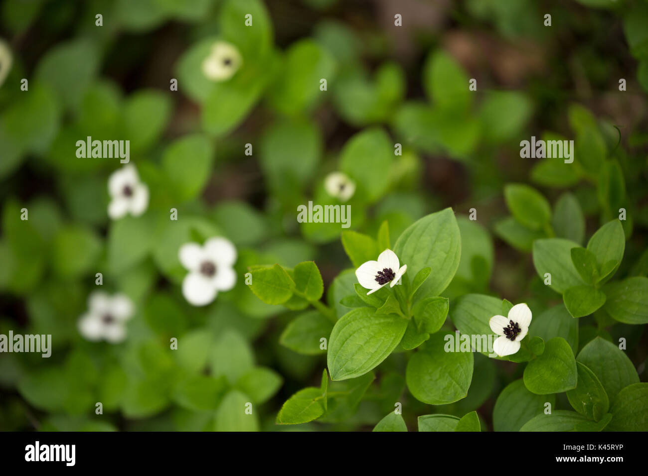 Dwarf Cornel (Cornus suecica), Lapland Cornel Stock Photo - Alamy