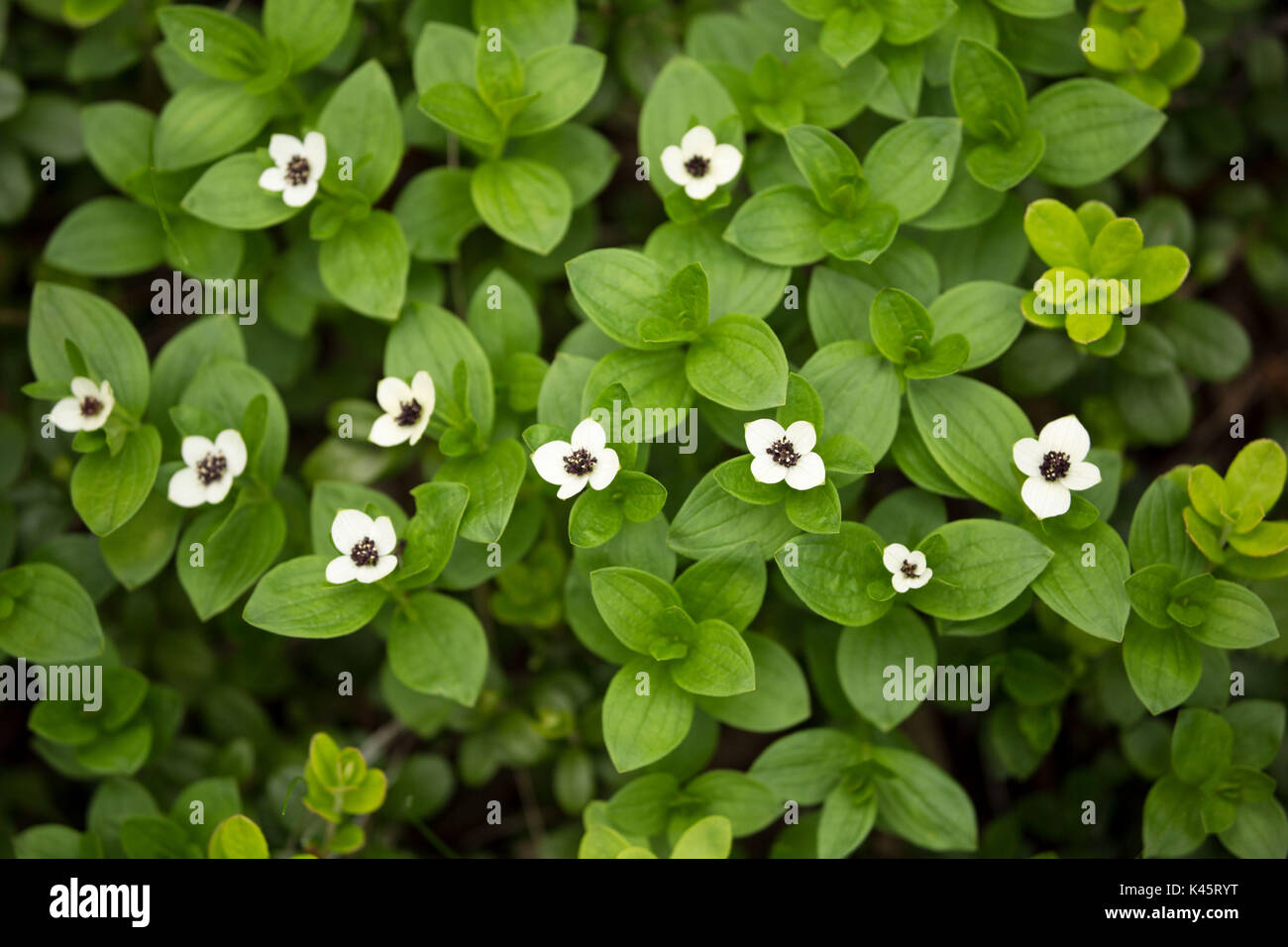 Dwarf Cornel (Cornus suecica), Lapland Cornel Stock Photo - Alamy