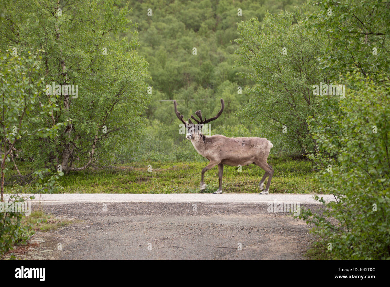 Lapland summer finland reindeer road hi-res stock photography and ...