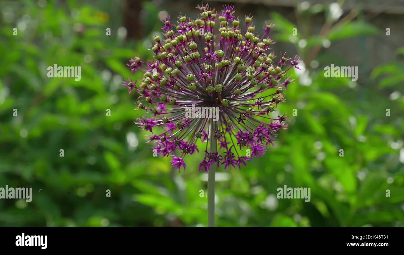 giant leek, Allium giganteum Leek, Flower Stock Photo - Alamy