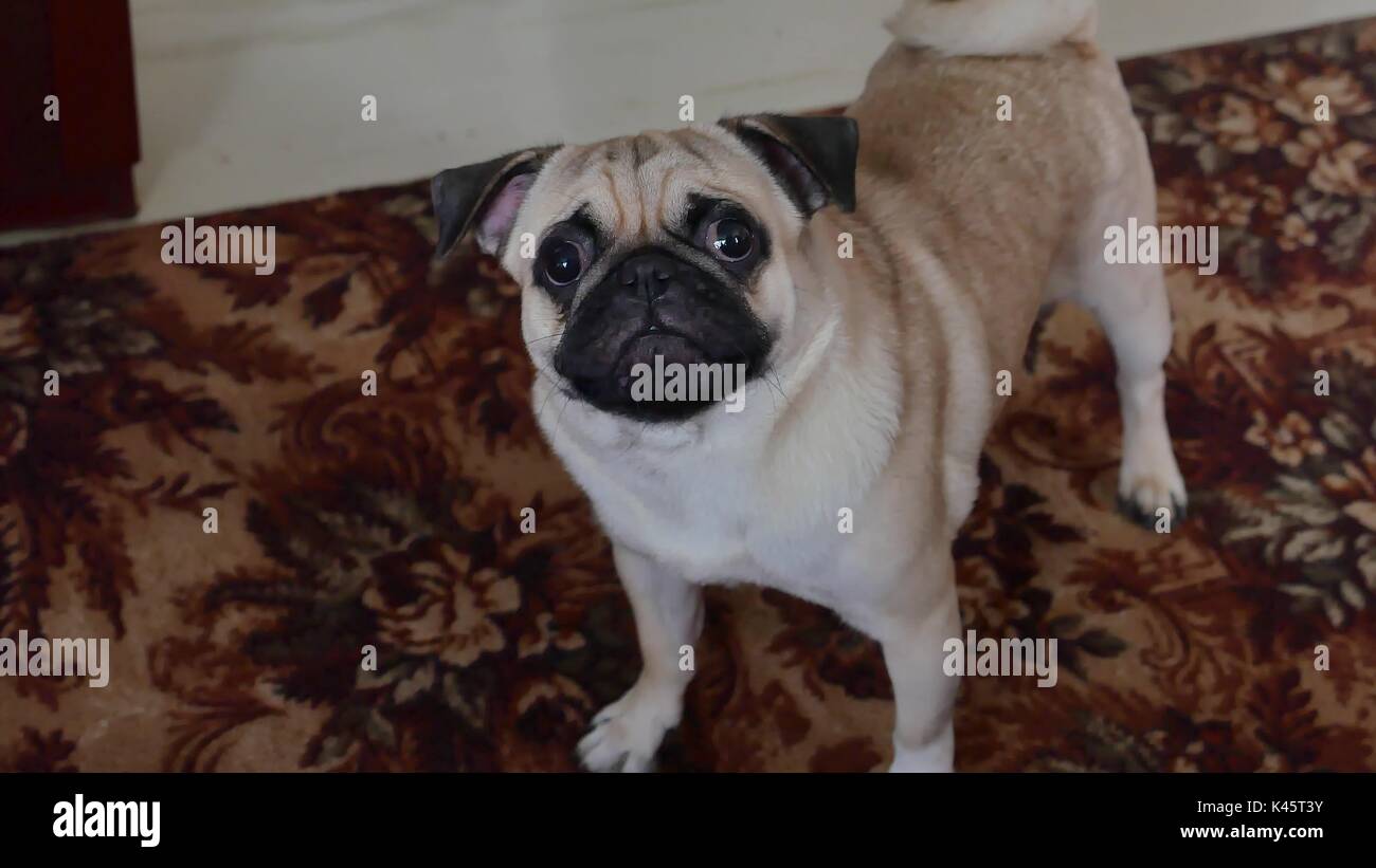 Pug angry dog barking growls pet Stock Photo - Alamy