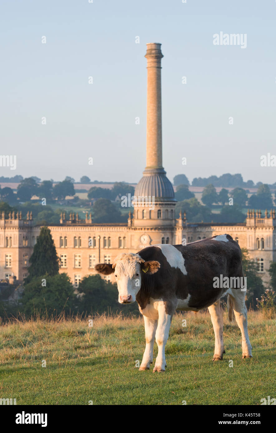 Bullock cow in front of Bliss Tweed Mill in the early morning. Chipping ...