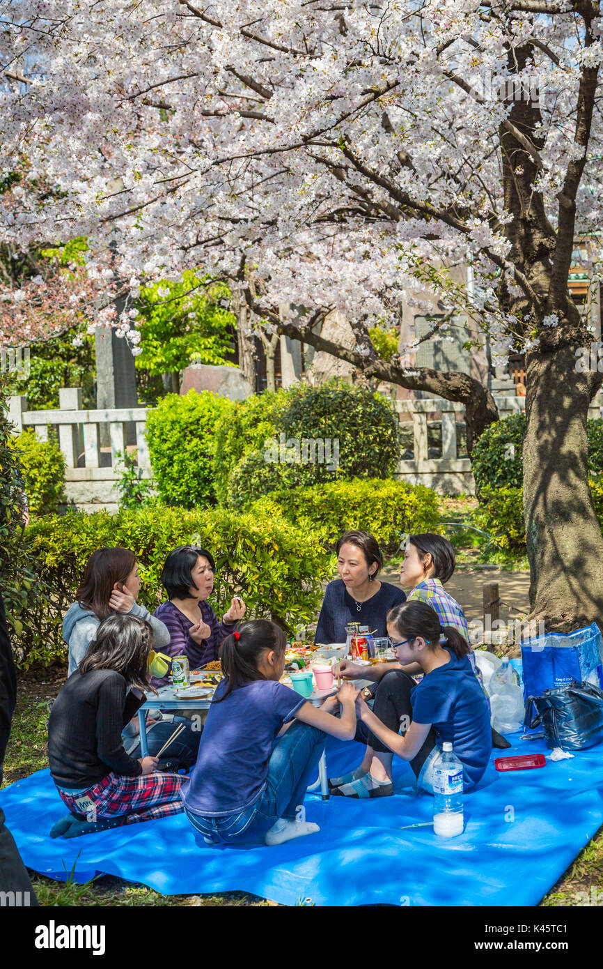 Japanese people having a picnic under cherry blossom trees in Sumida Park, Asakusa, Tokyo, Japan ...