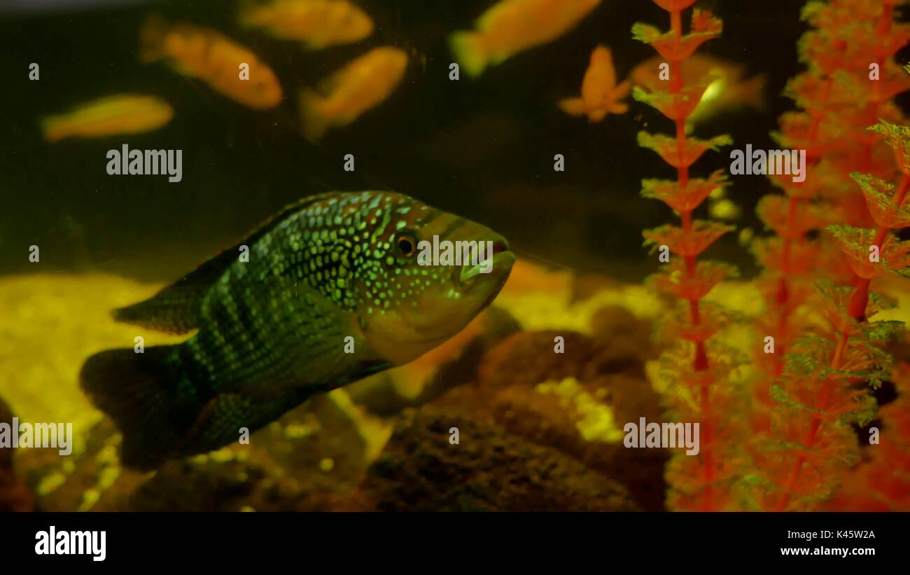 fish underwater in ocean. Fish swim in a sea of beautiful ocean video ...