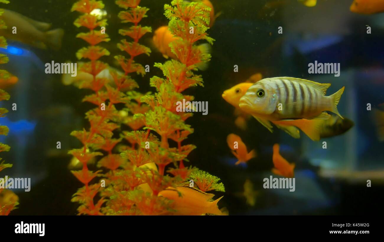 fish underwater in ocean. Fish swim in a sea of beautiful video 4k ...