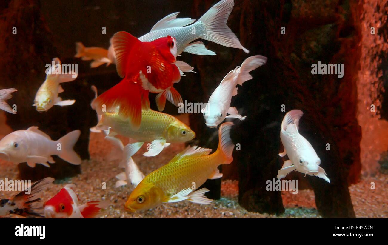 fish underwater in ocean. Fish swim in a sea of video 4k beautiful ...