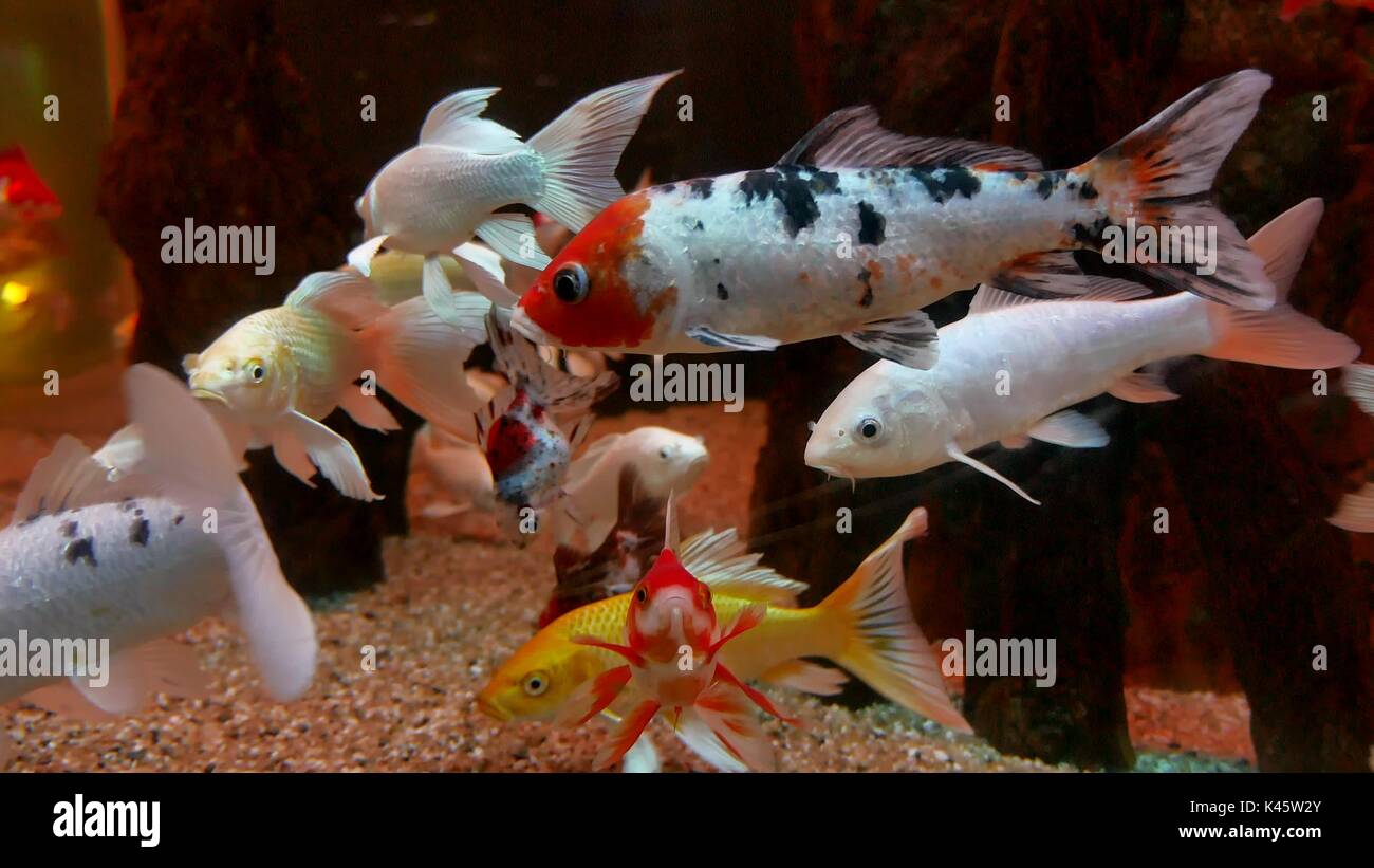 fish underwater in ocean. Fish swim in a sea of video 4k beautiful ...