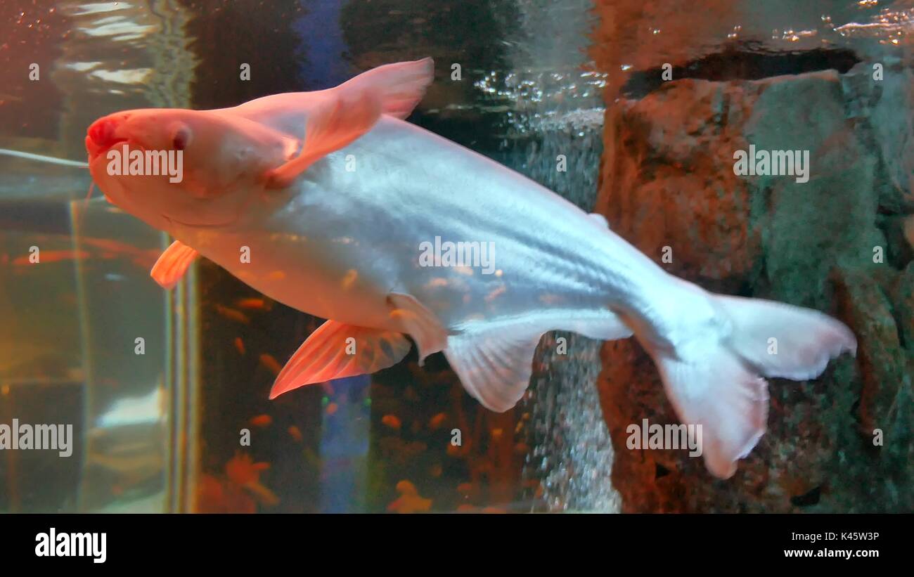 fish underwater in ocean. Fish swim in a sea video 4k of beautiful ...