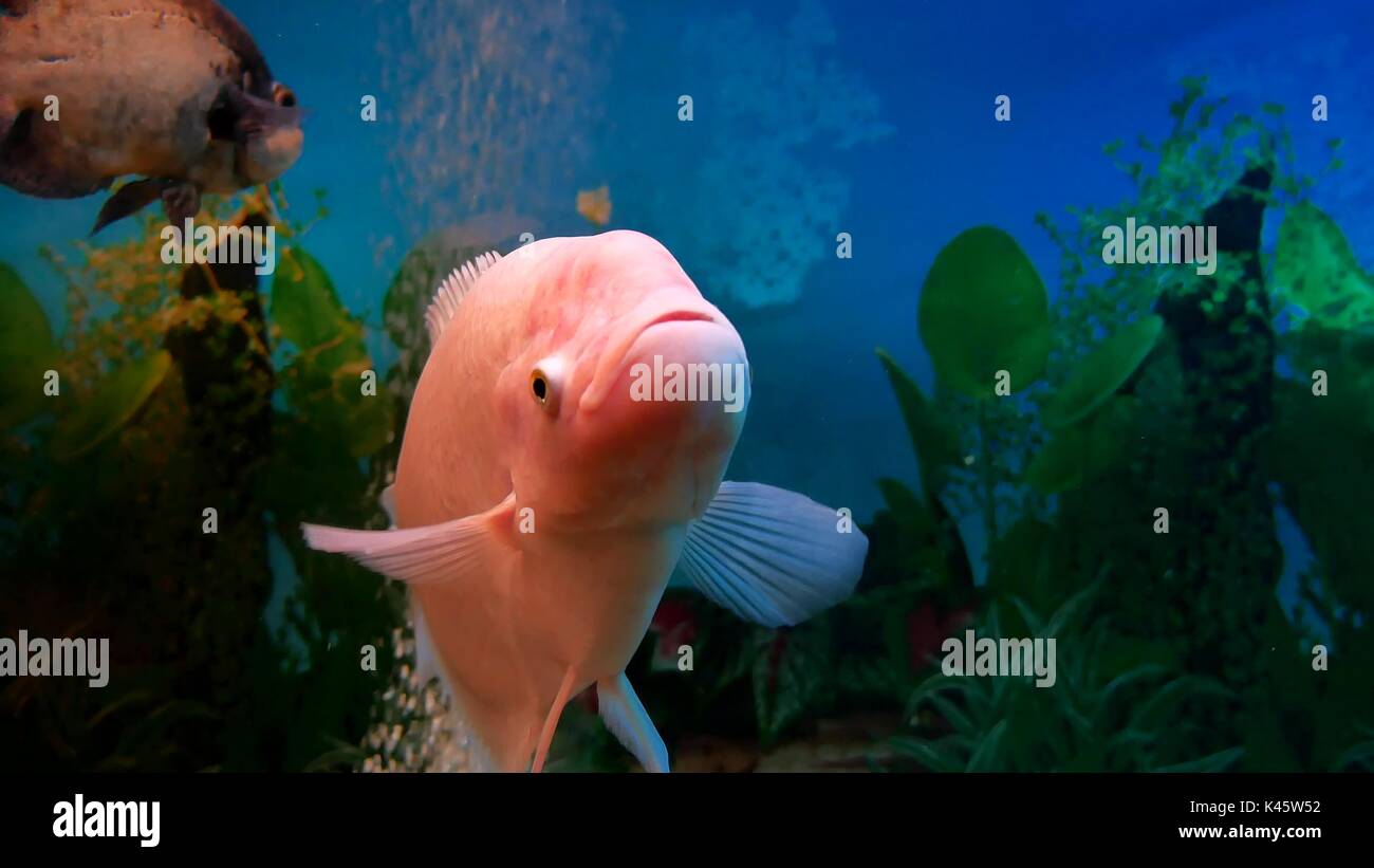 fish beautiful underwater in ocean. Fish swim in a sea of video 4k ...