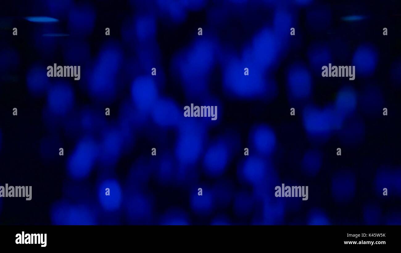 Macro Oxygen bubbles in water on a blue background, concept such as ...