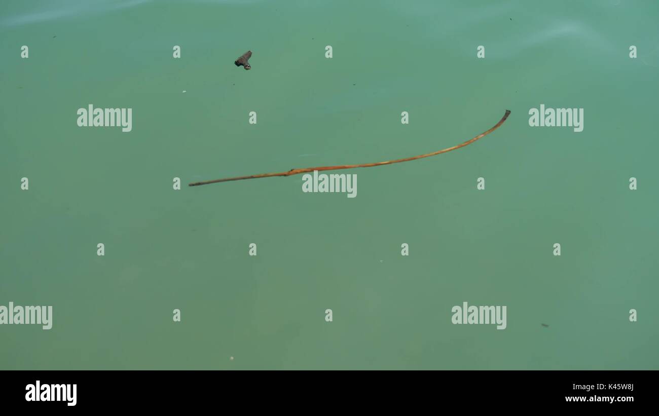 garbage floating in the water Stock Photo - Alamy