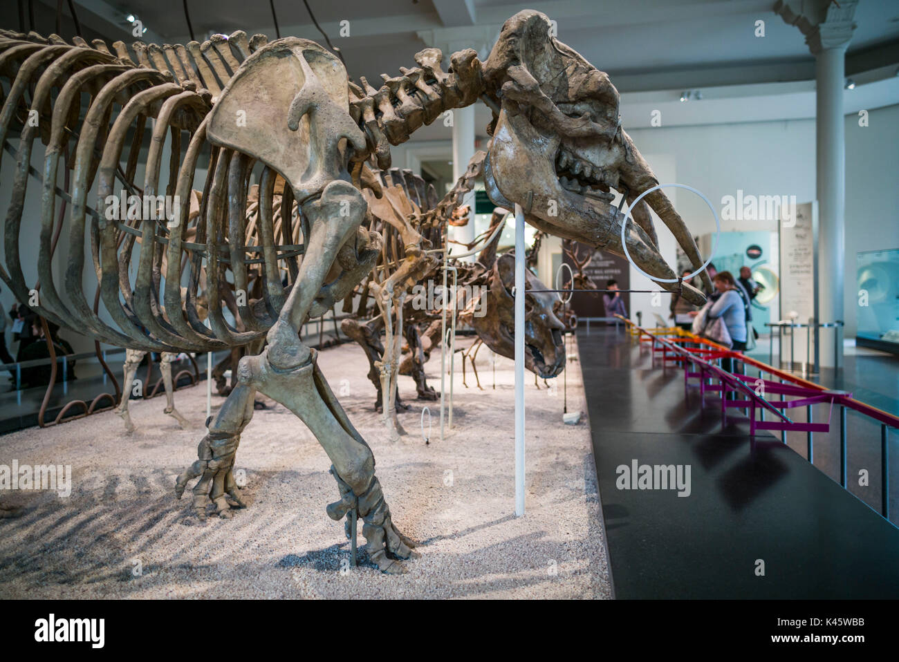 Skeletons of pre historic animals hi-res stock photography and images ...