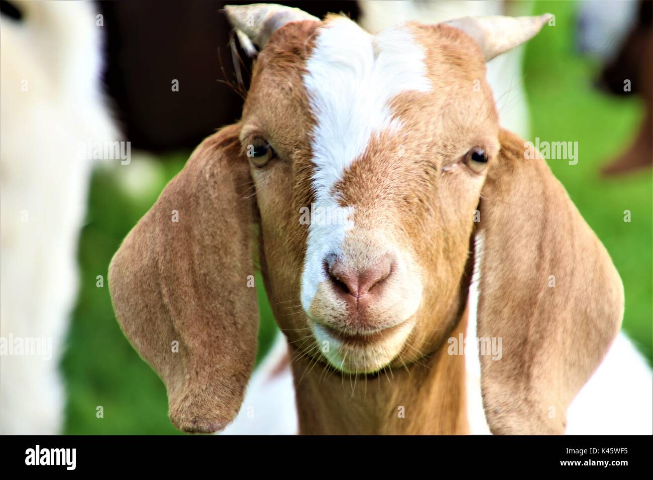 Dosmary Pool ,Cornwall Stock Photo - Alamy