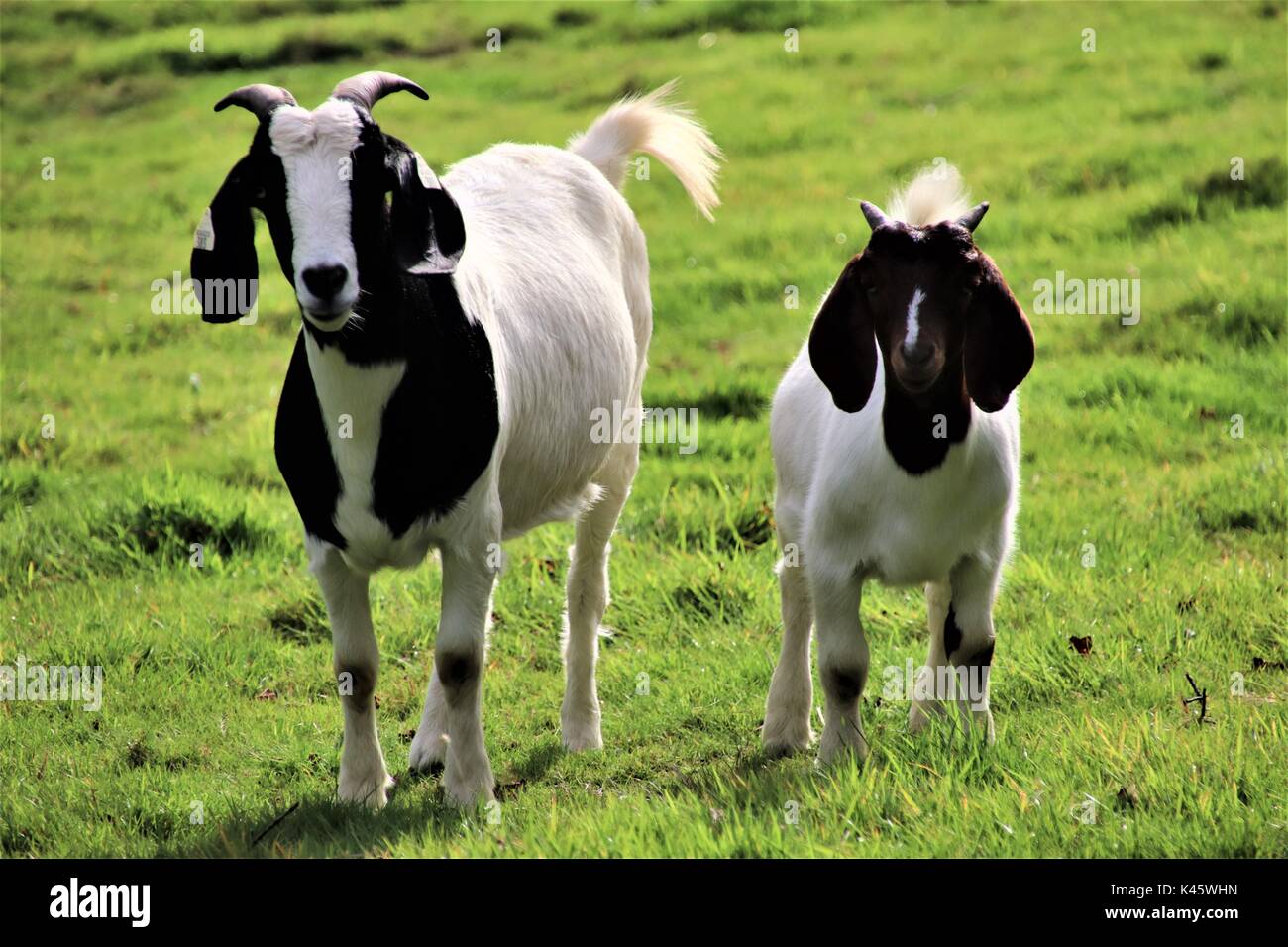 Dosmary Pool ,Cornwall Stock Photo - Alamy