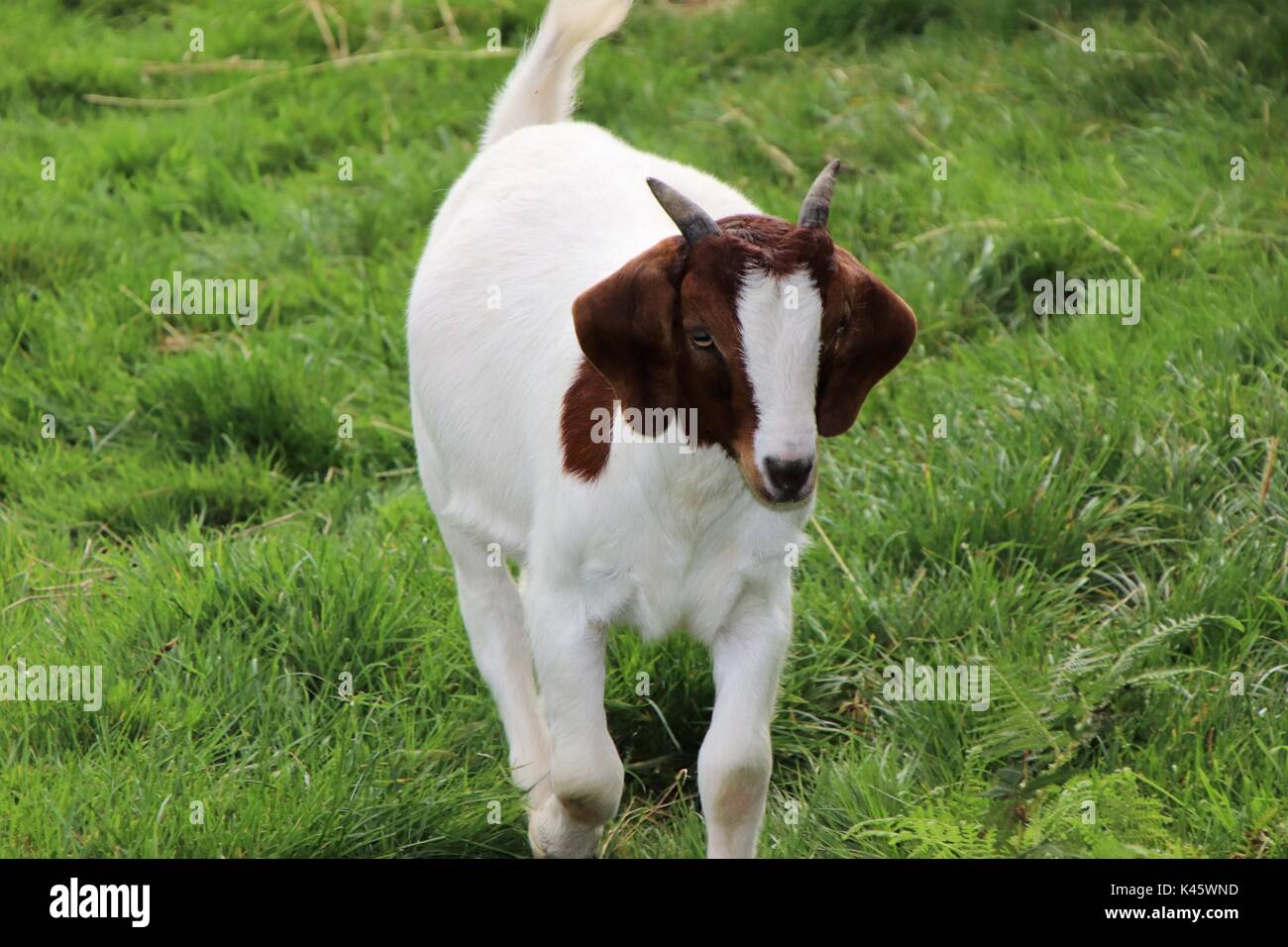 Dosmary Pool ,Cornwall Stock Photo - Alamy