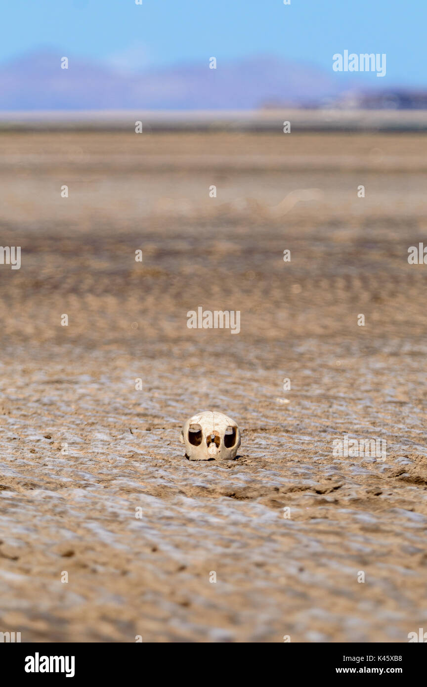 A sea turtle skull on the coastal sand of Baja California, Mexico ...
