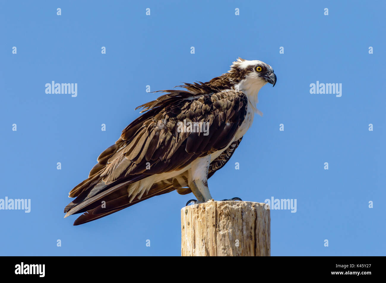 Perched Osprey in Baja California, Mexico Stock Photo - Alamy