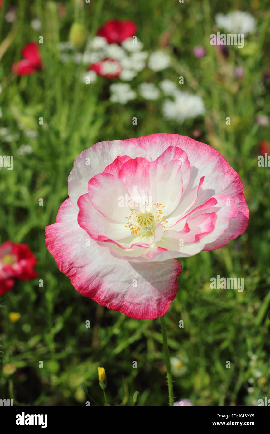 Ammi majus hi-res stock photography and images - Alamy