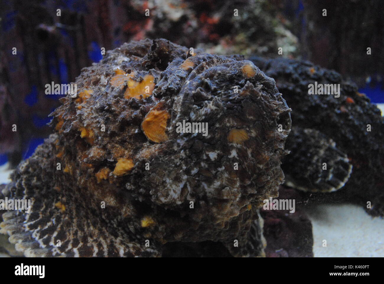 Stonefish hi-res stock photography and images - Alamy