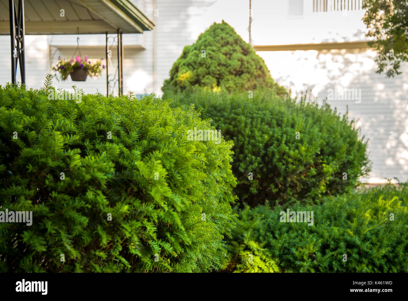 Multi Sized Hedges for landscaping Home yard Stock Photo - Alamy