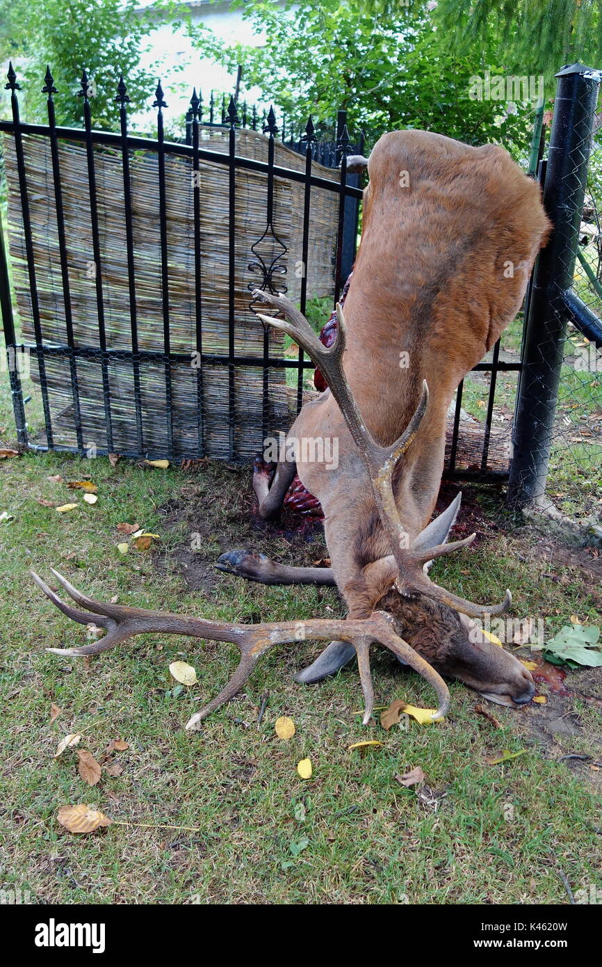 Dead big male Roe Deer on the fence Stock Photo - Alamy Dead big male Roe Deer on the fence Stock Photo - Alamy