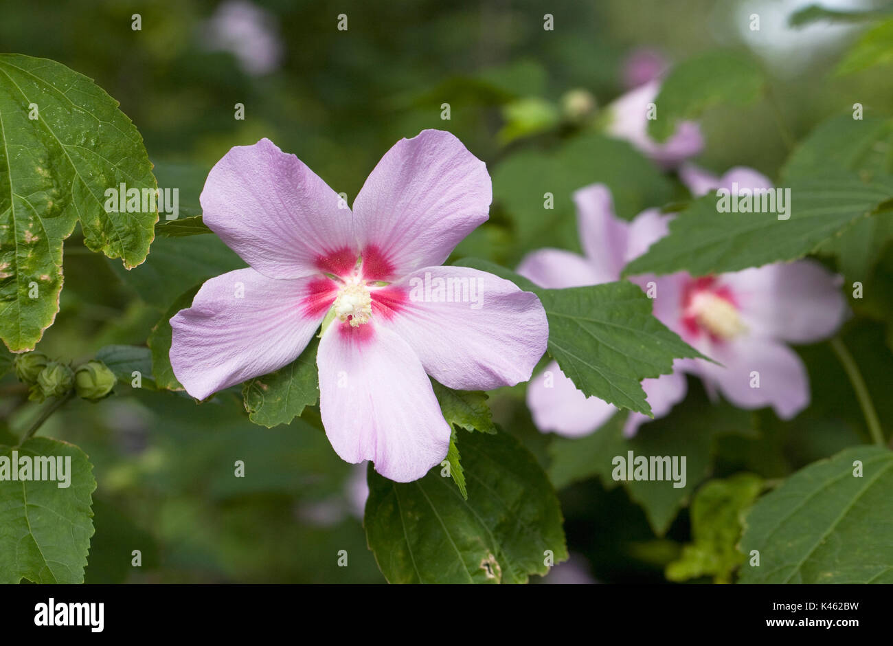 Hibiscus 'Goring Surprise' flowers Stock Photo - Alamy