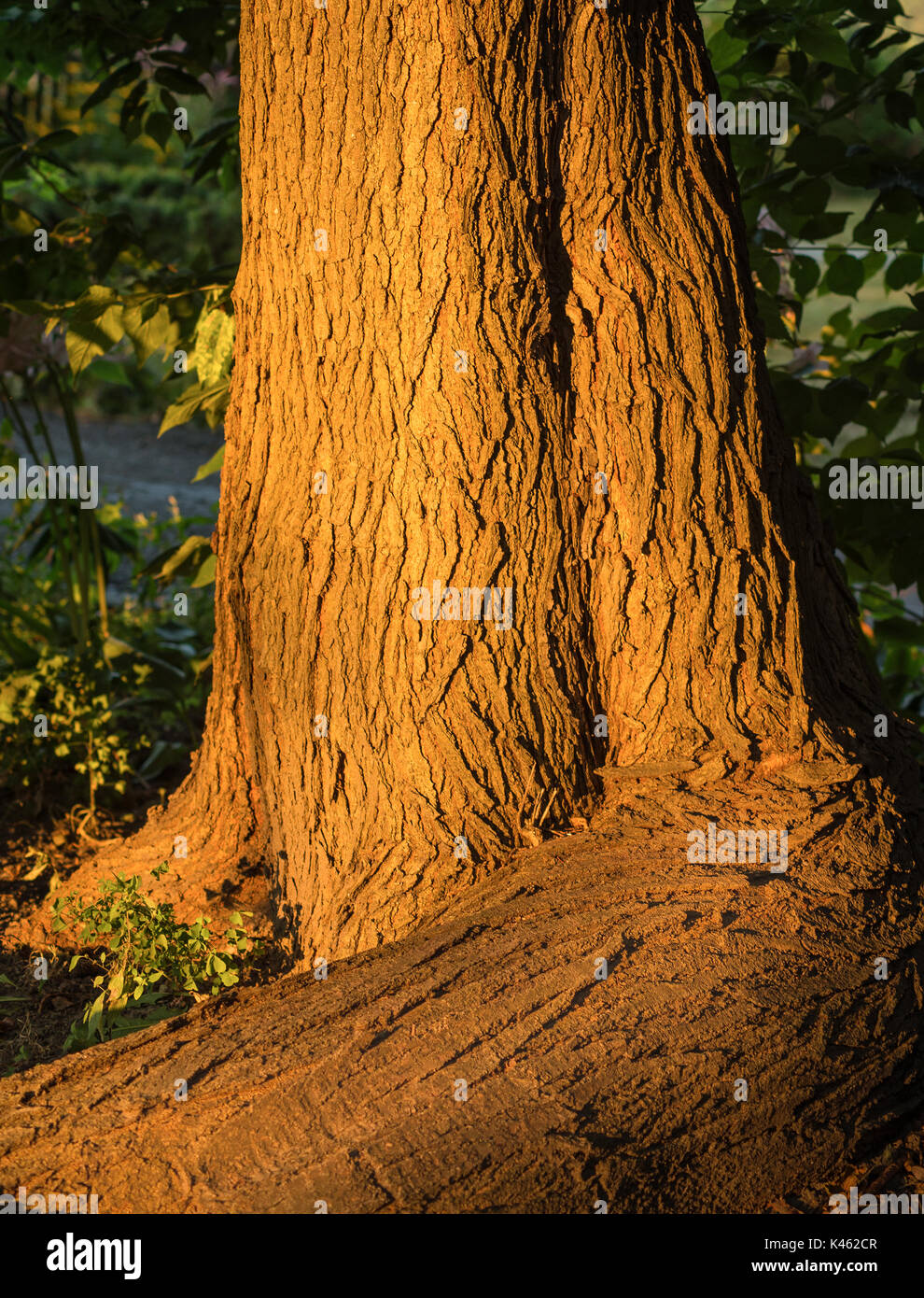 Stand of trees in michigan park forest Stock Photo - Alamy