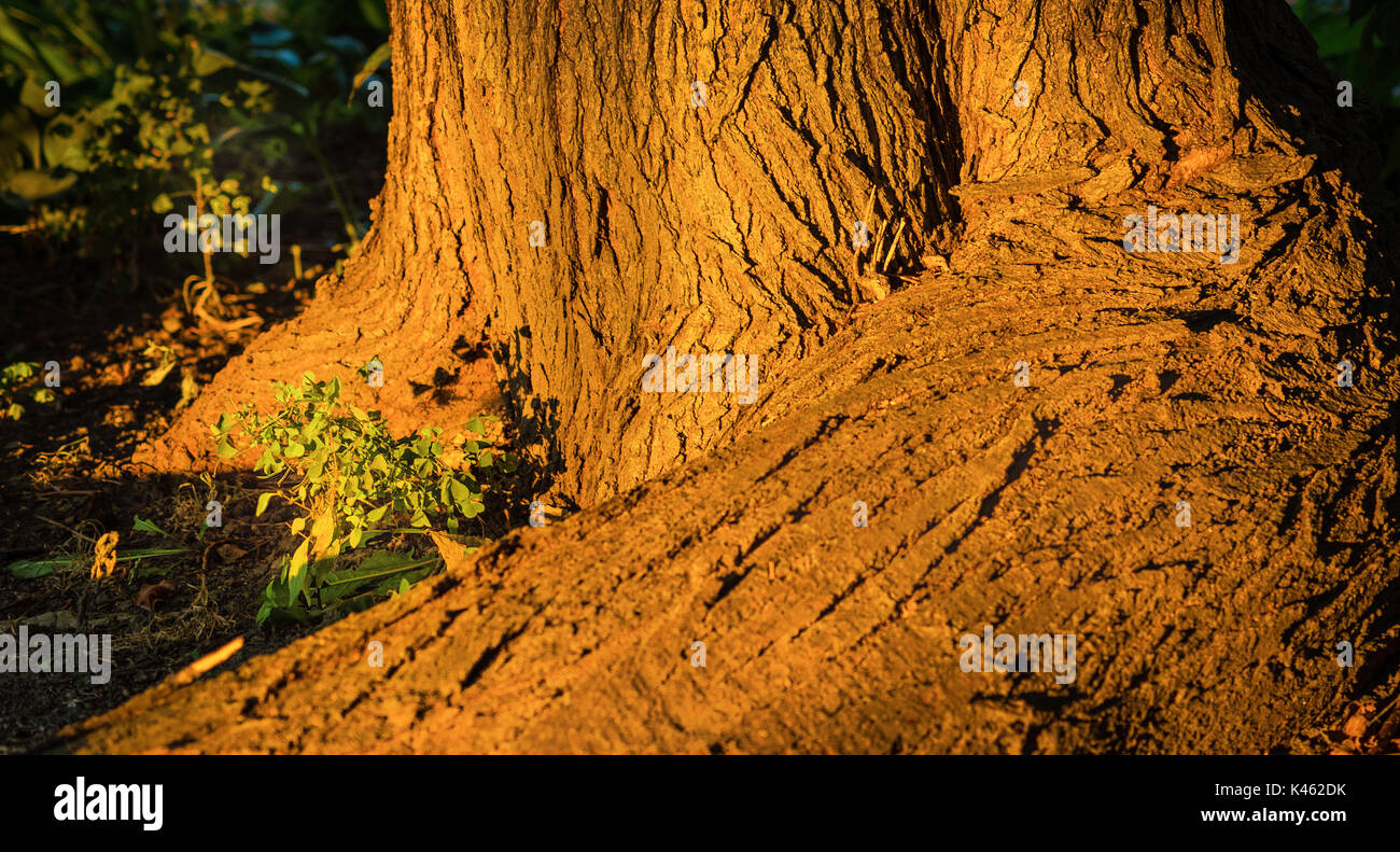 Stand of trees in michigan park forest Stock Photo - Alamy
