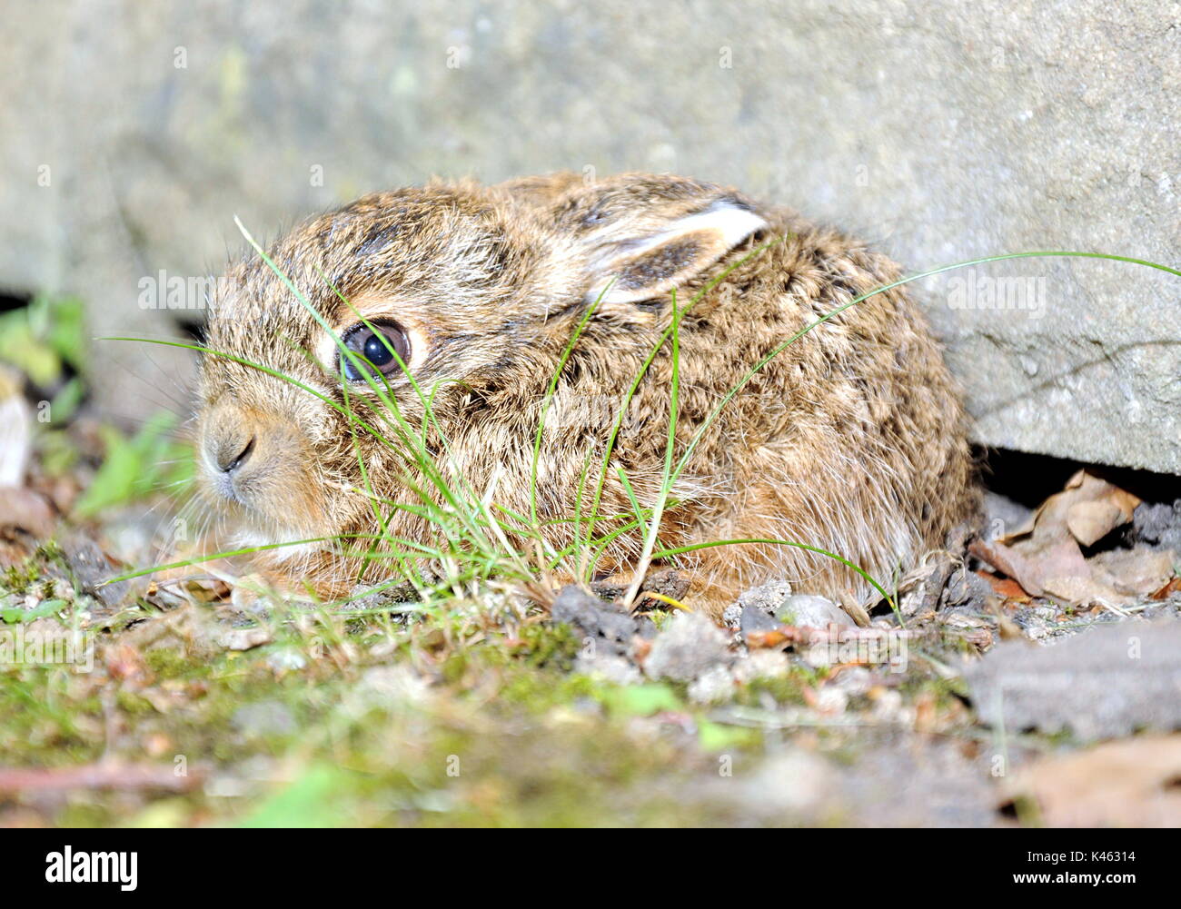 Baby hare hi-res stock photography and images - Alamy