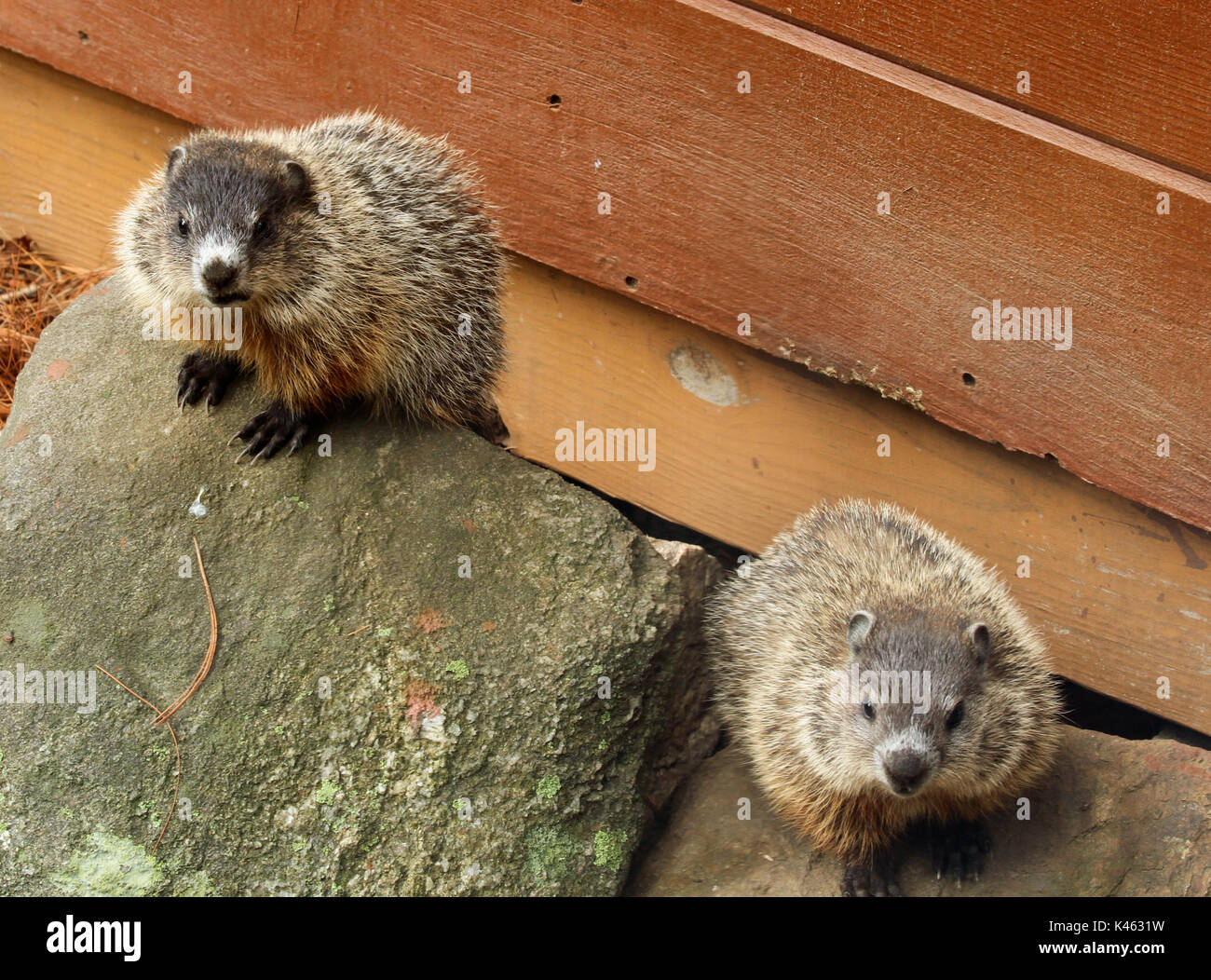 A pair of juvenile groundhogs (Marmota monax) outside their underground ...
