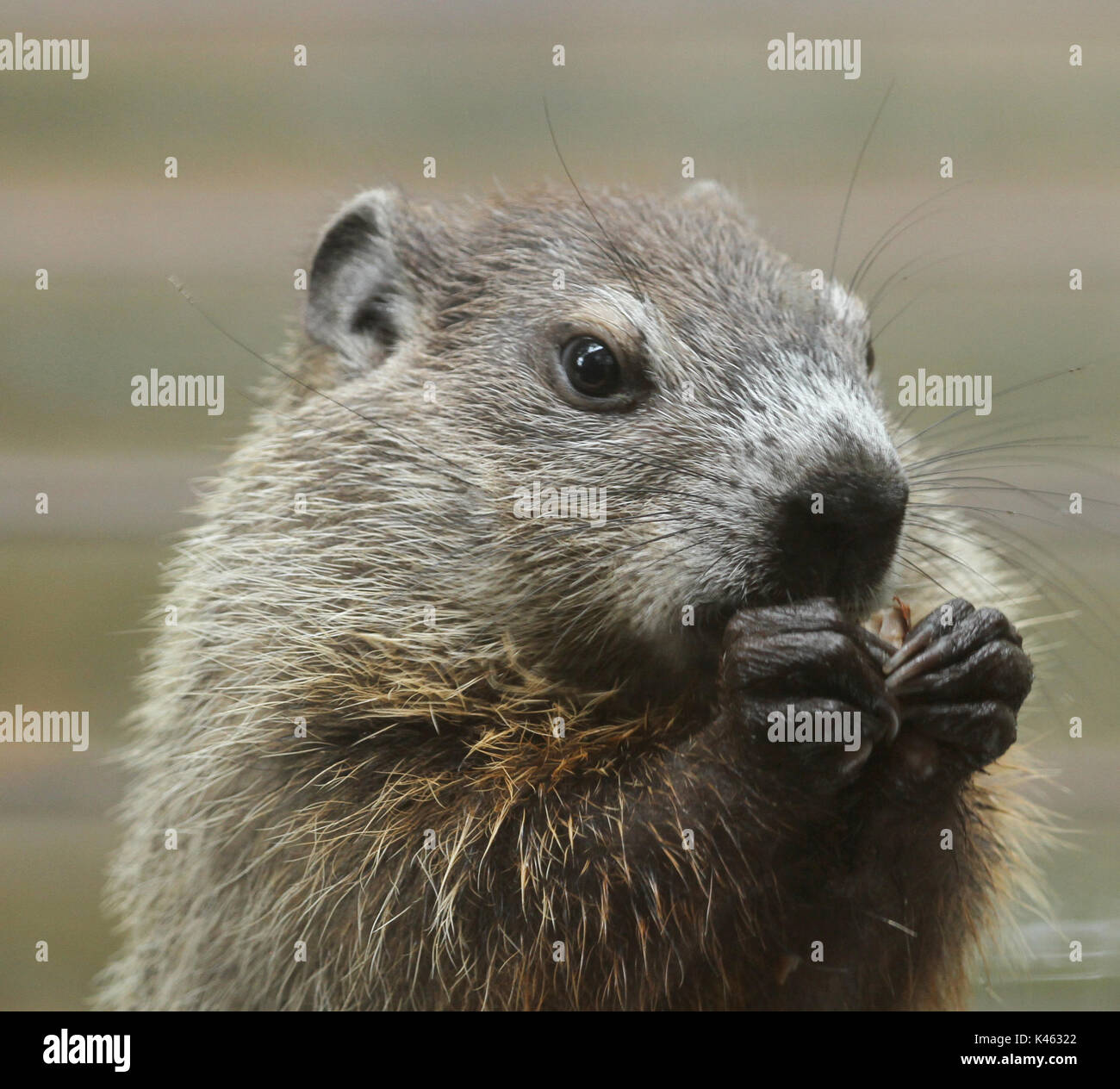 Woodchuck eating hi-res stock photography and images - Alamy