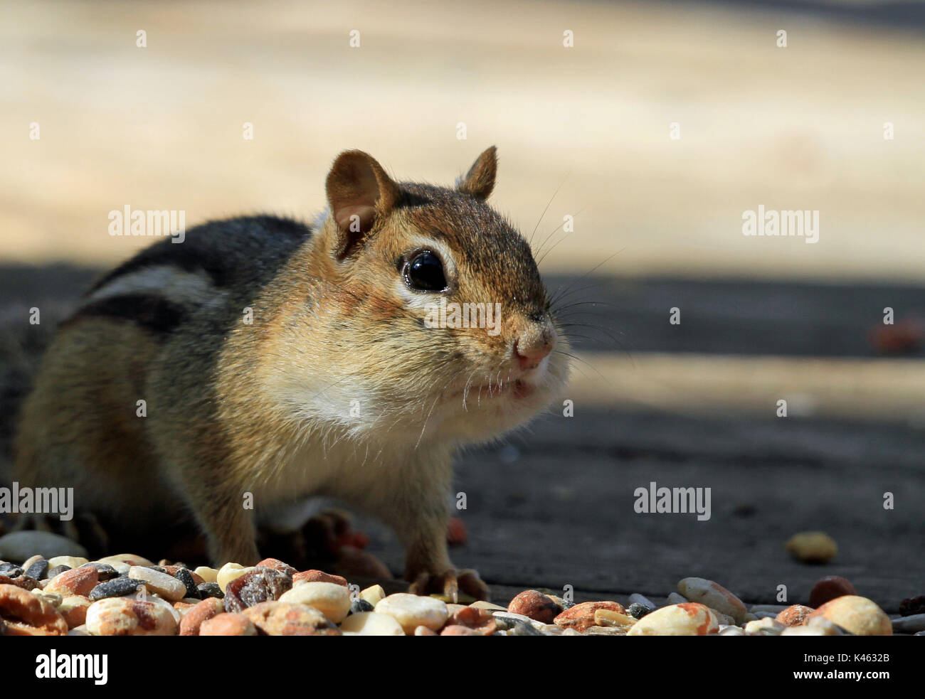 Chipmunk full cheeks hi-res stock photography and images - Alamy