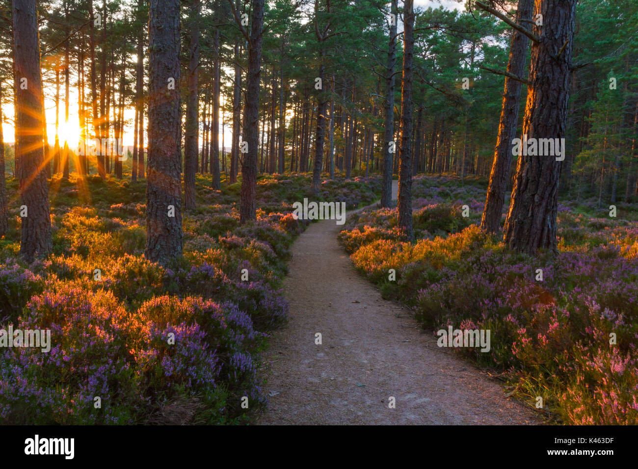 Sunset and light on the trees of Abernathy Forest, Cairngorms National ...