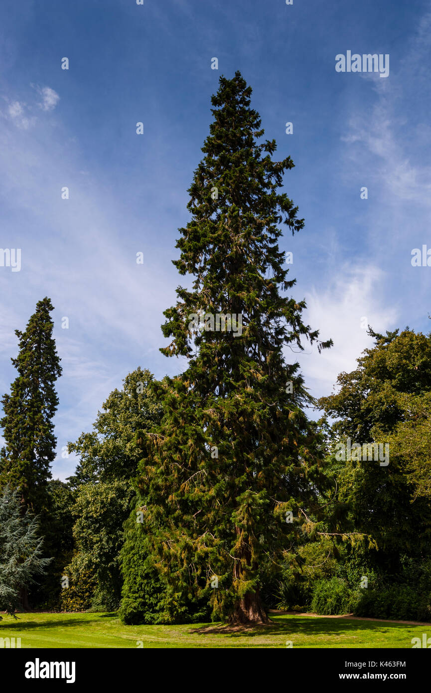 Wellingtonia hi-res stock photography and images - Alamy