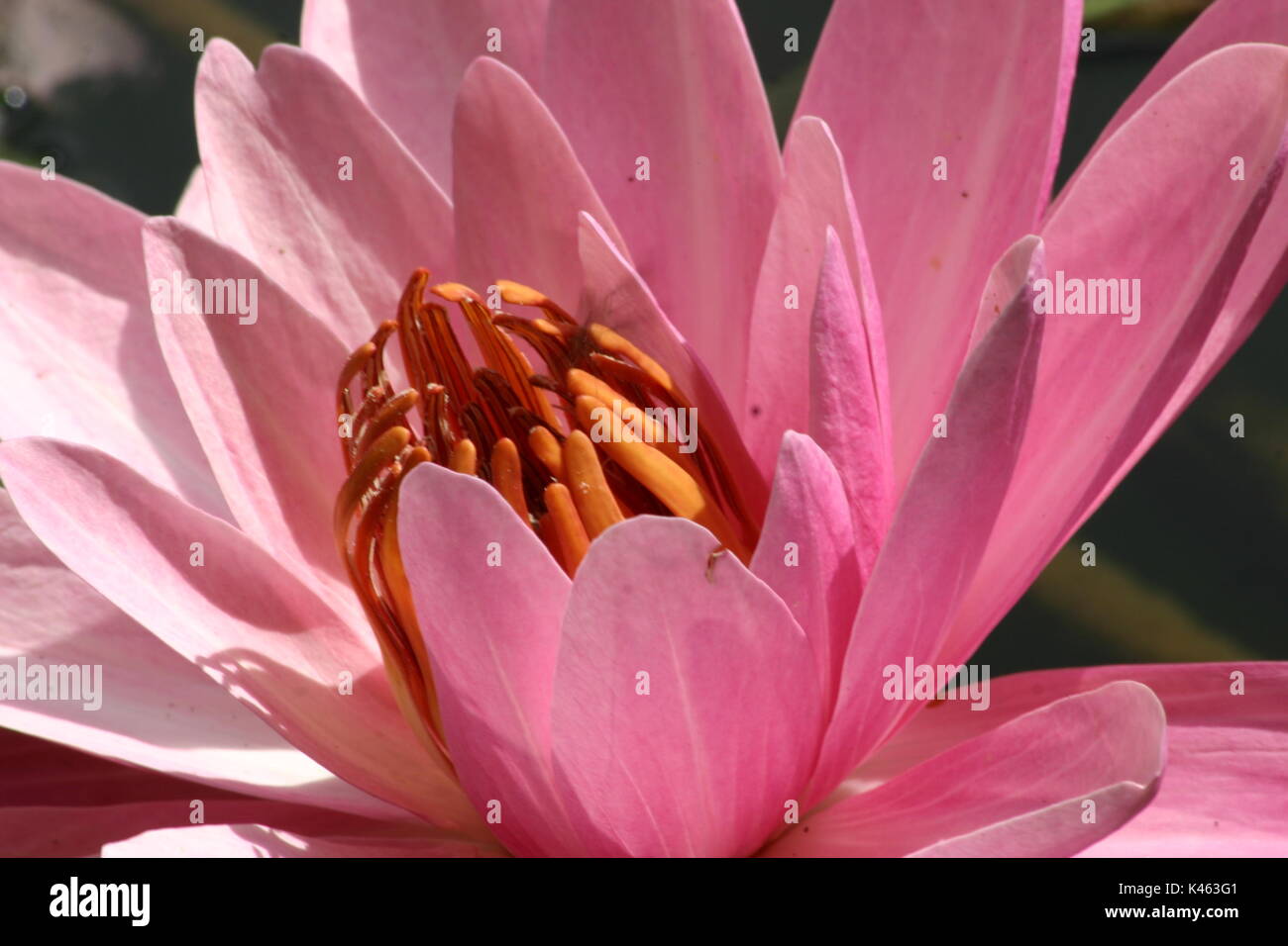 Victoria amazonica insect hi-res stock photography and images - Alamy