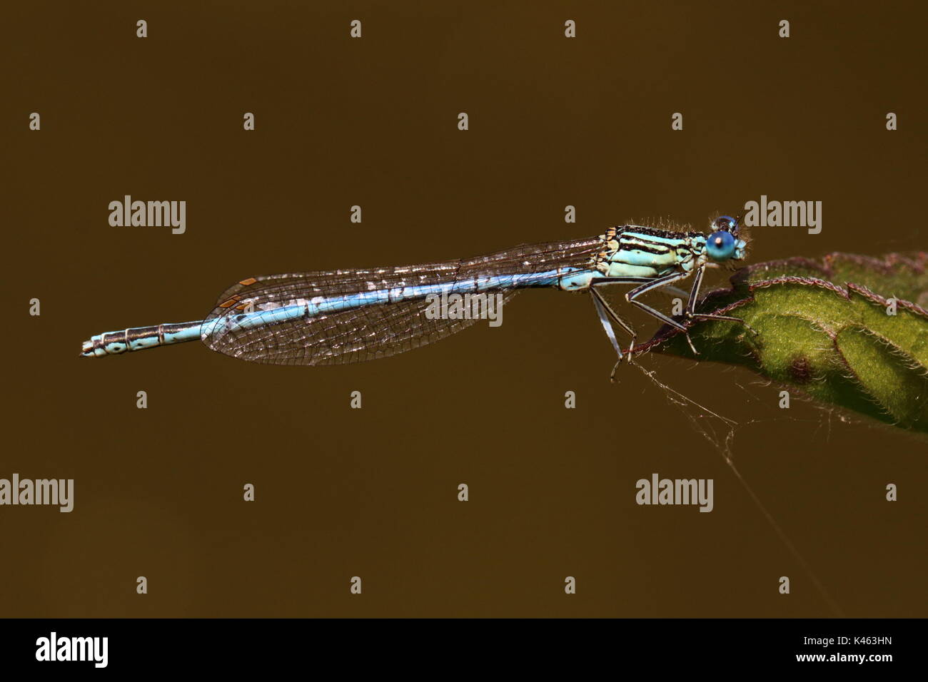 Male White-legged damselfly Stock Photo - Alamy