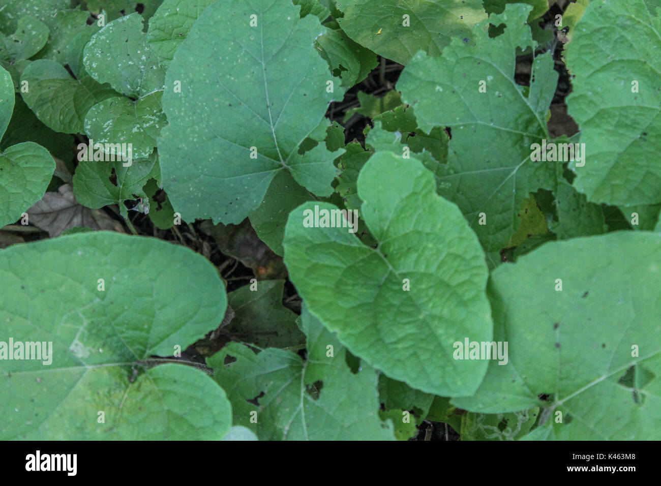 Green basal leaf hi-res stock photography and images - Alamy