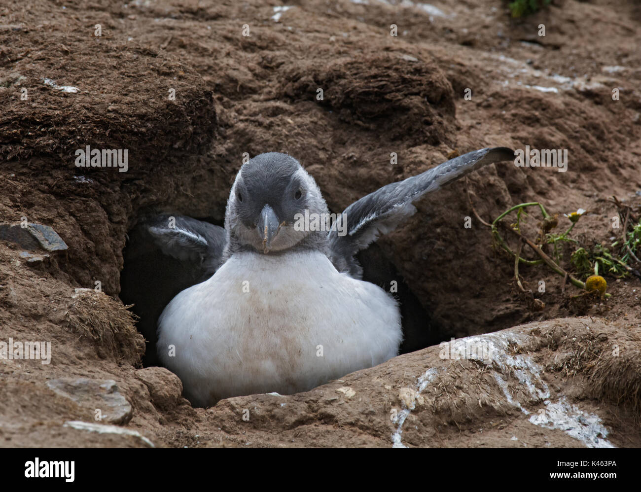 Atlantic puffin chick hi-res stock photography and images - Alamy