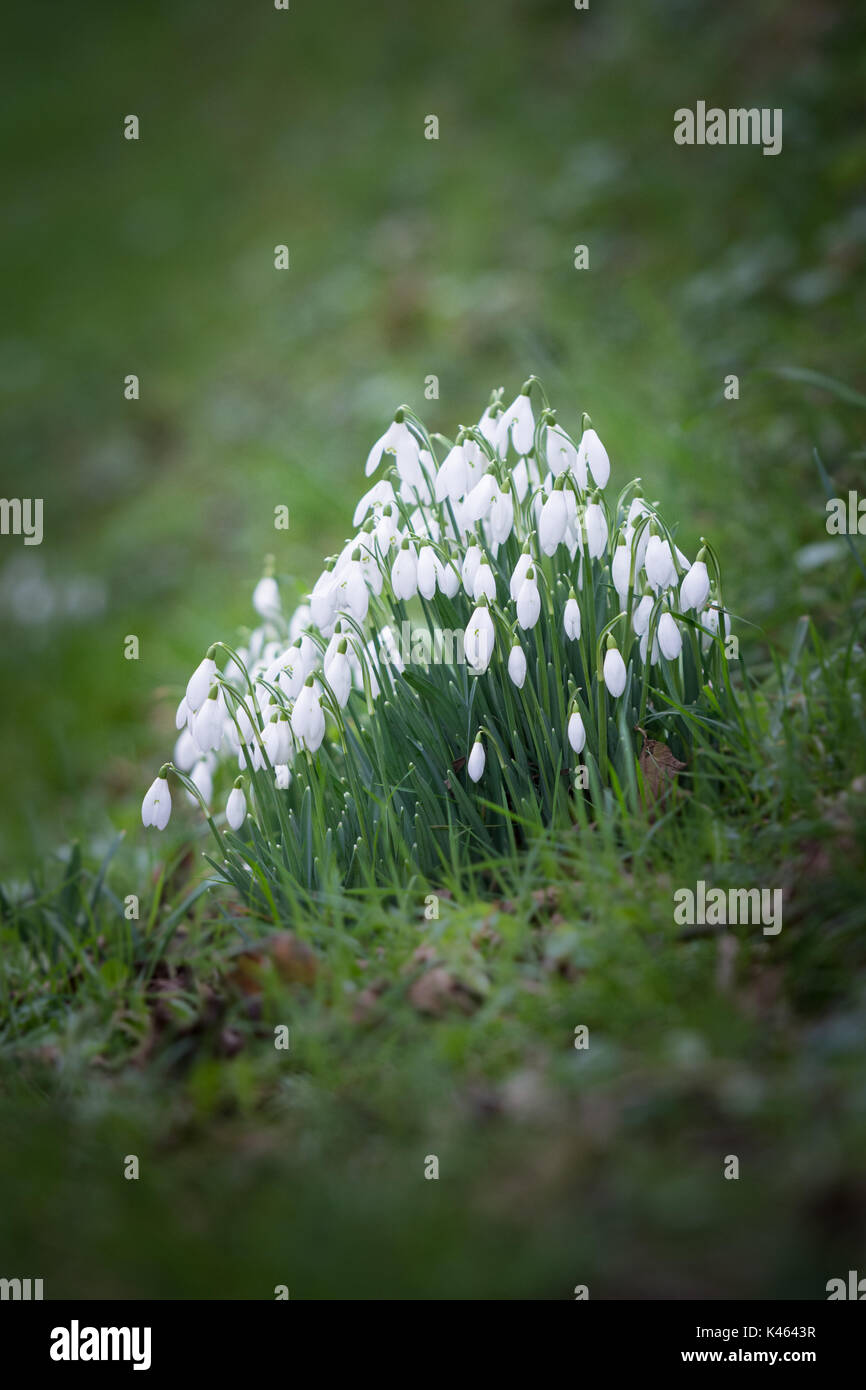 Snowdrops growing in a clump Stock Photo - Alamy