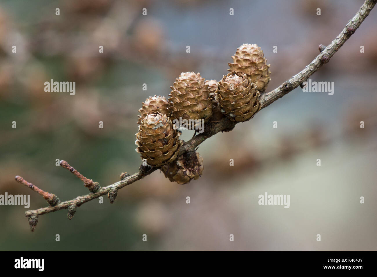 Clustered seeds hi-res stock photography and images - Alamy