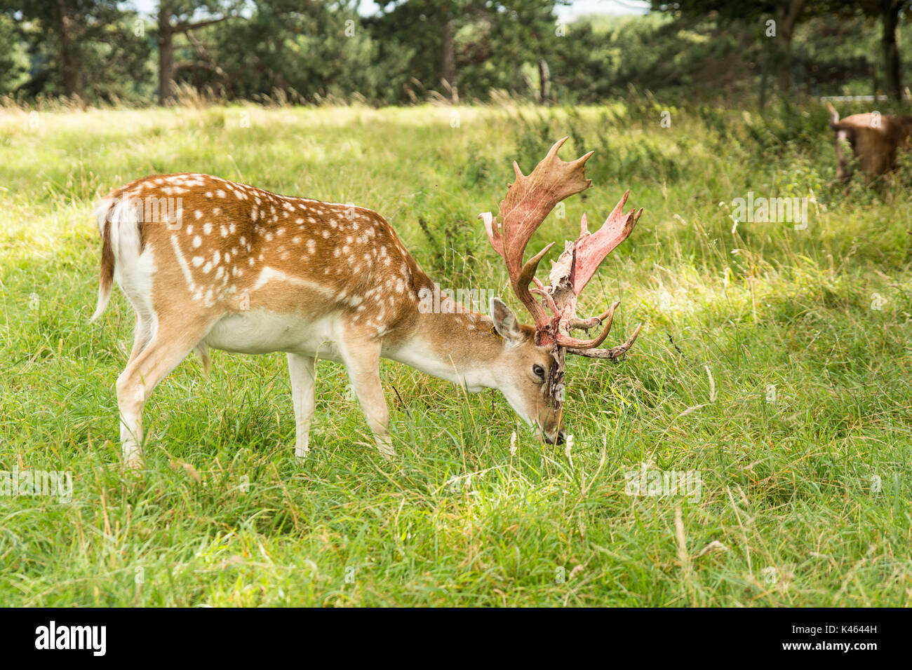 Male Fallow Deer with new full Antlers and strips of Velvet peeling off ...