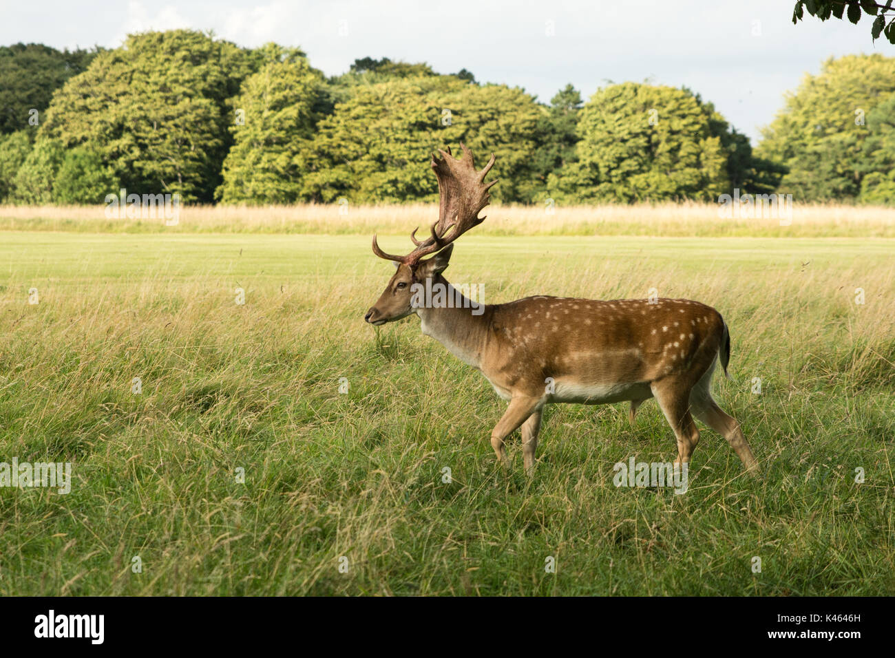 Male Fallow Deer with full Antlers in the Phoenix Park, Dublin, Ireland ...