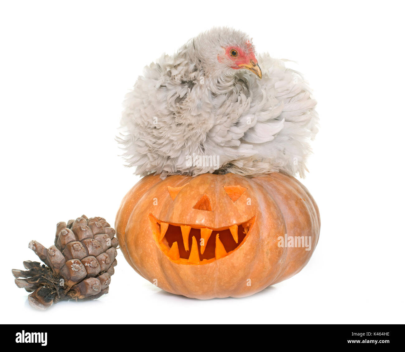 Halloween chicken Cut Out Stock Images & Pictures - Alamy