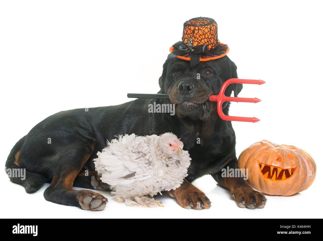 rottweiler, chicken and halloween pumpkin in front of white background ...