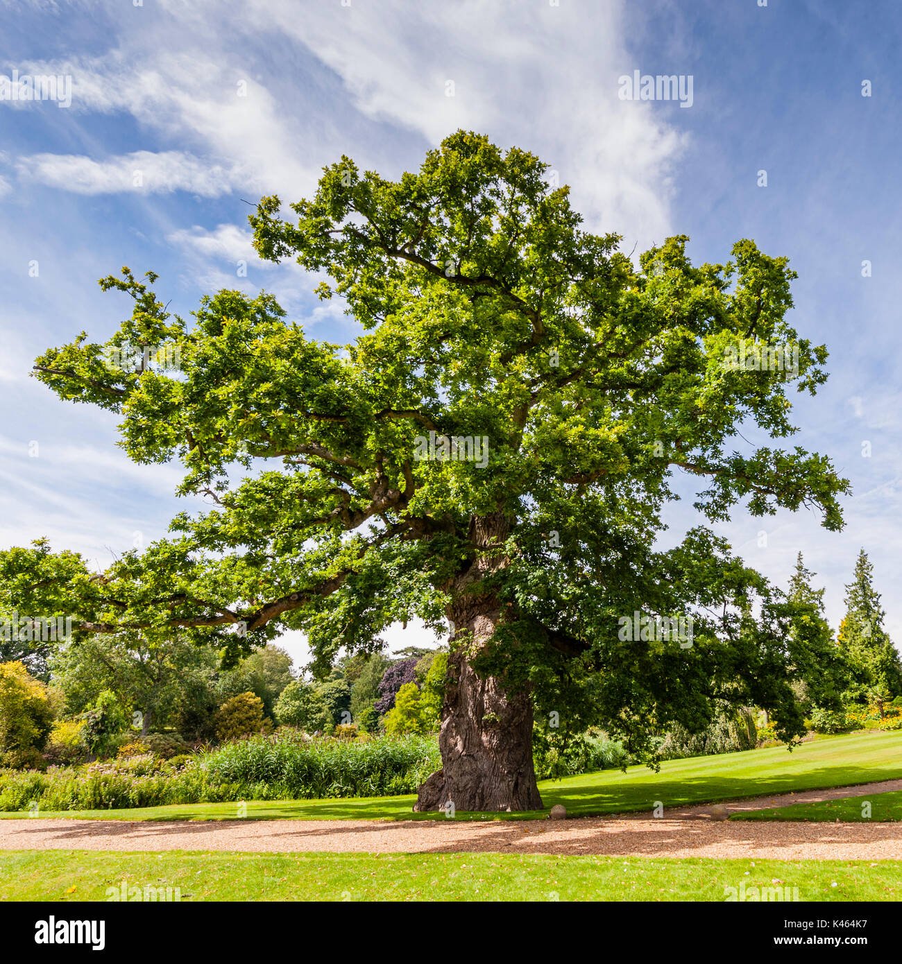 An ancient oak tree at Sandringham Estate in Norfolk , England ...